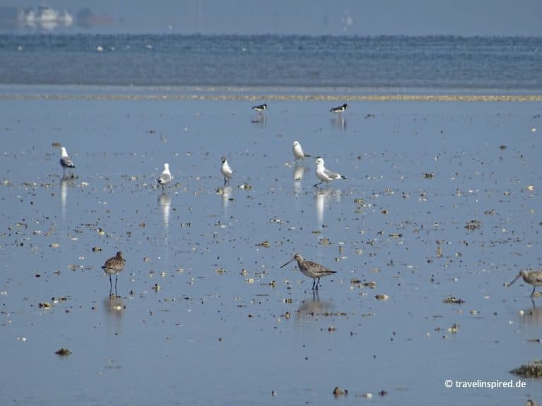 Wattwanderung von Hallig Hooge nach Pellworm | Travelinspired