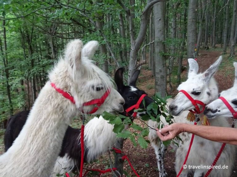 Bayern: Lama-Trekking im Nürnberger Land | Travelinspired